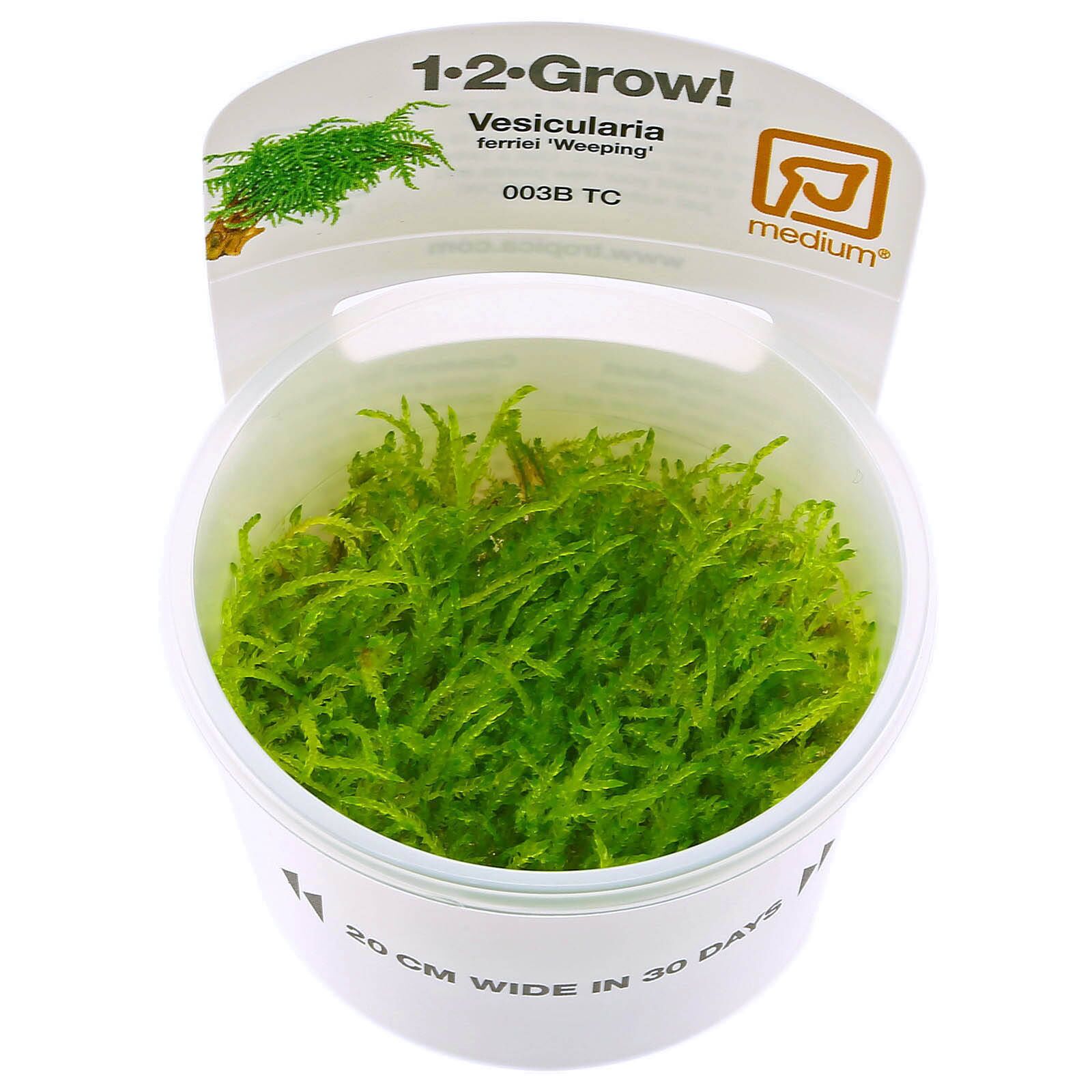 Vesicularia ferriei 'Weeping Moss' - in Vitro XL | Aquasabi ...