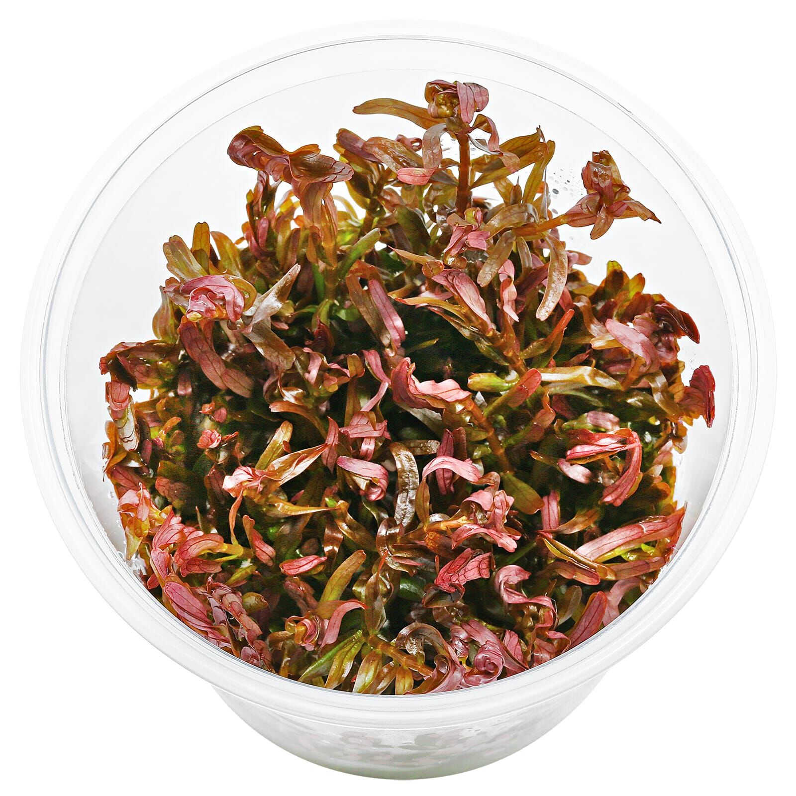 Rotala Rotundifolia Vermelha Rotala Rotundifolia Aquários Plantados