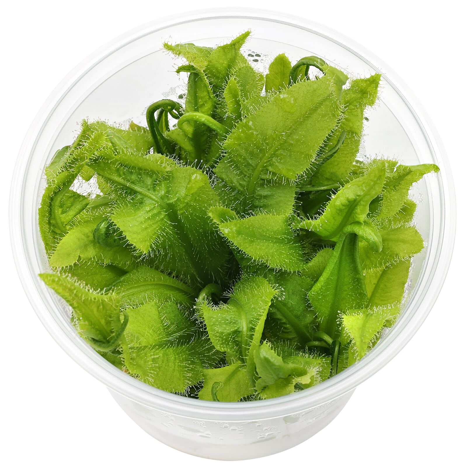 Drosera adelae - in Vitro | Aquasabi - Aquascaping Shop