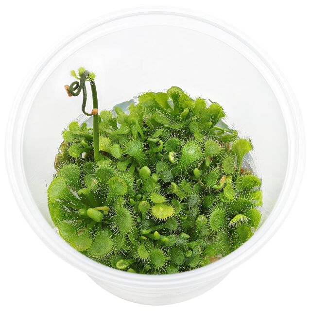 Drosera spatulata | Aquasabi - Aquascaping Shop