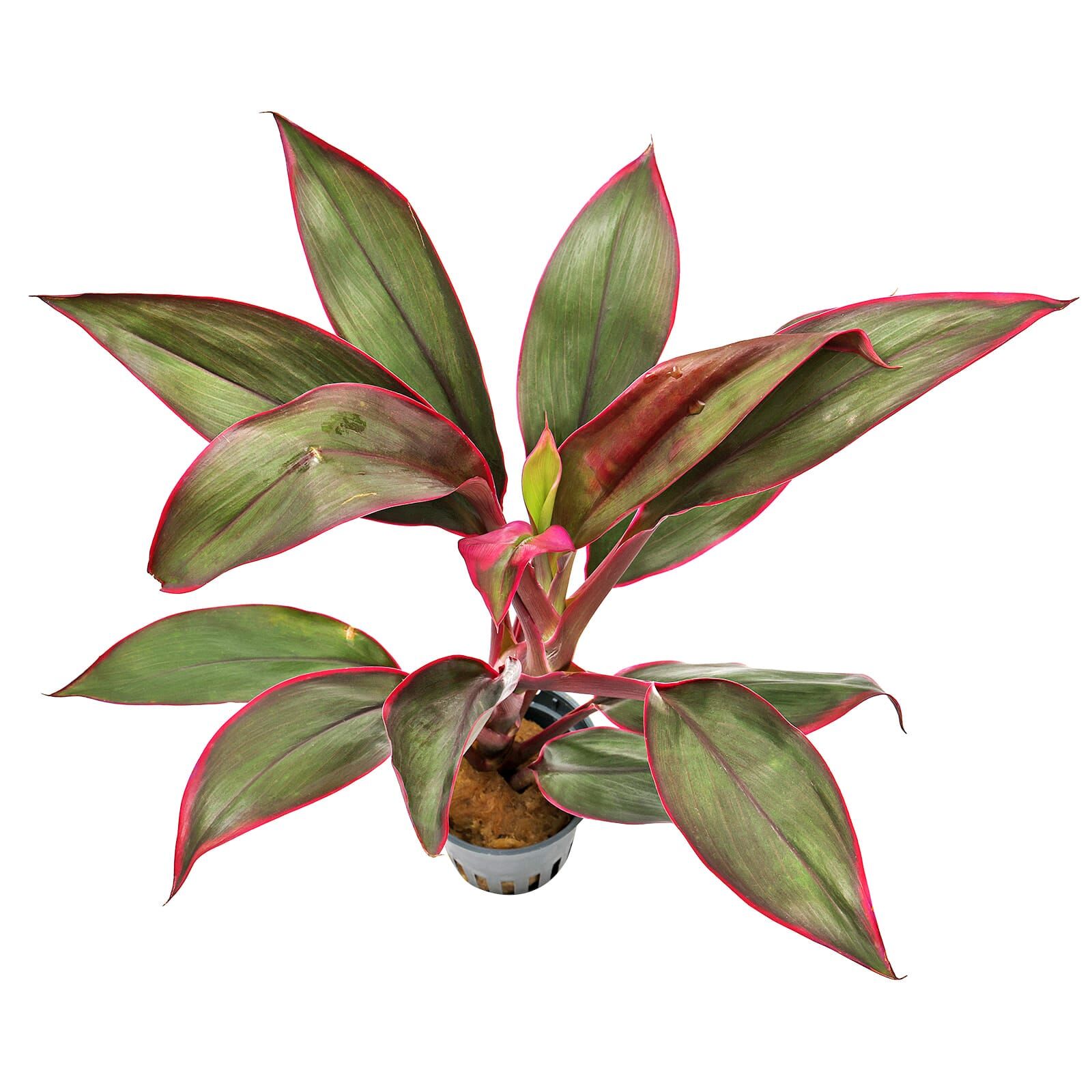 Cordyline fruticosa 'Red Edge' | Aquasabi - Aquascaping Shop
