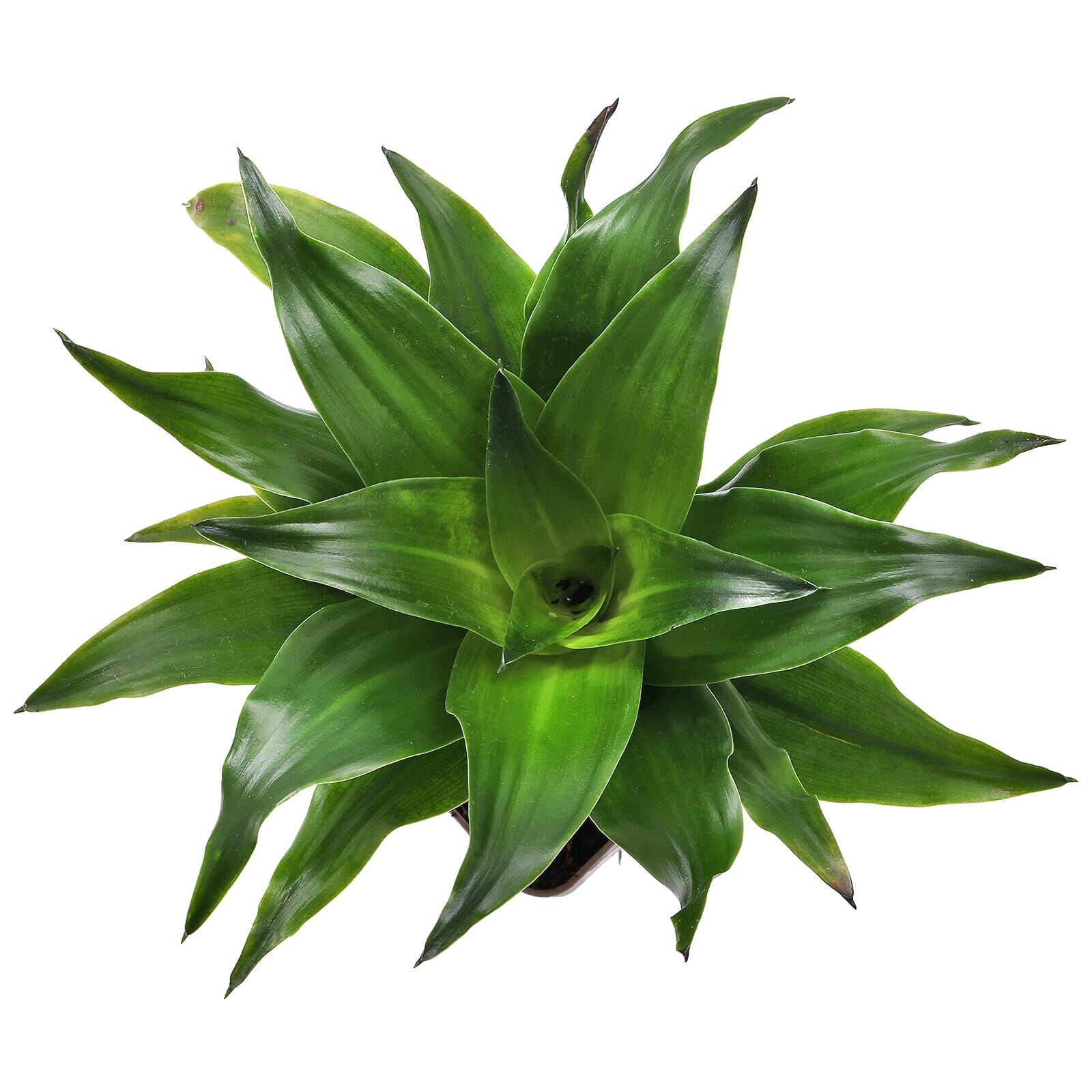 Dracaena fragrans 'Compacta' | Aquasabi - Aquascaping Shop