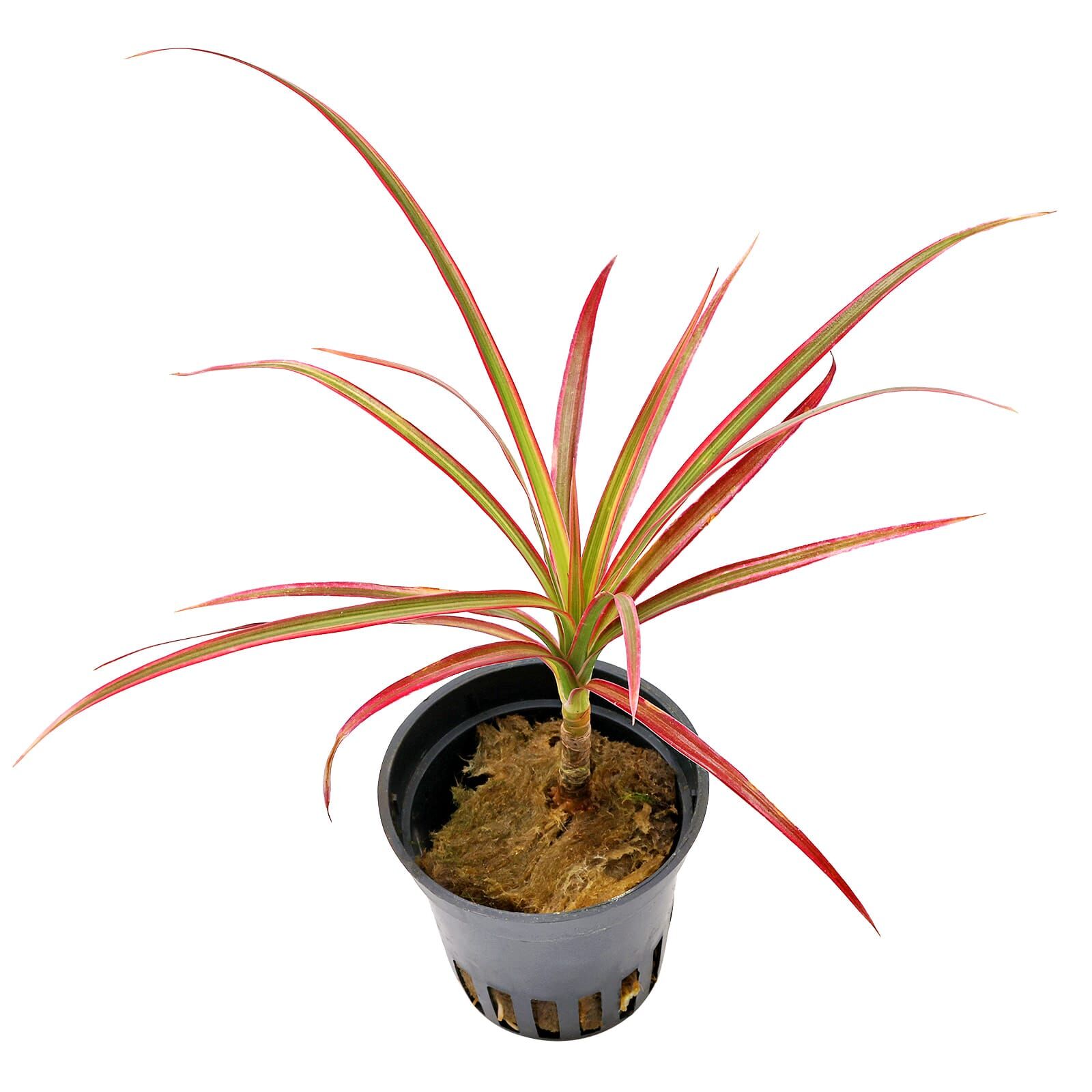 Dracaena reflexa var. angustifolia 'Colorama' | Aquasabi - Aquascaping Shop