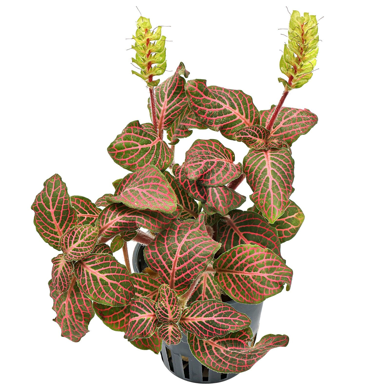 Fittonia albivenis "Red" | Aquasabi - Aquascaping Shop
