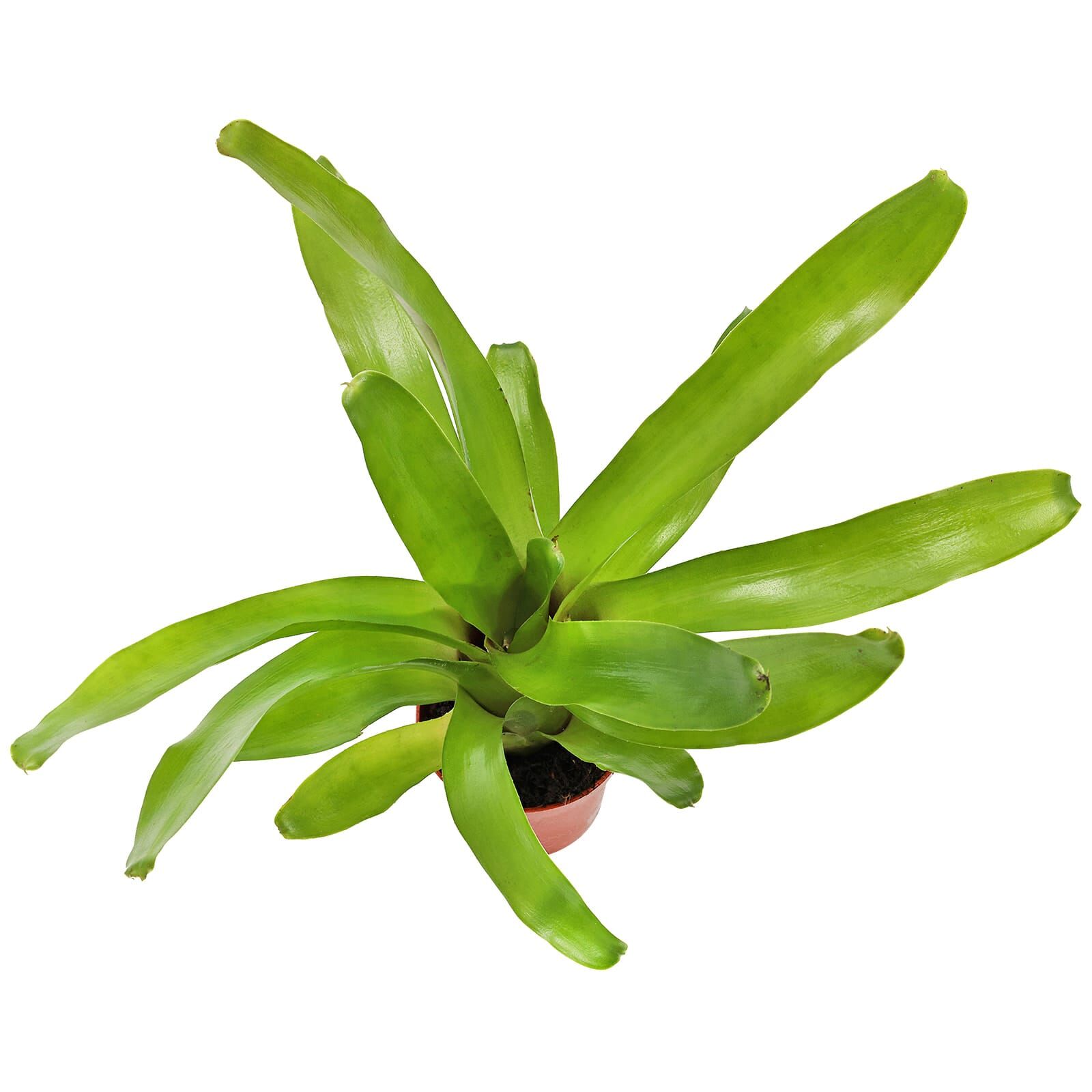 Neoregelia 'Fireball' - Pot | Aquasabi - Aquascaping Shop