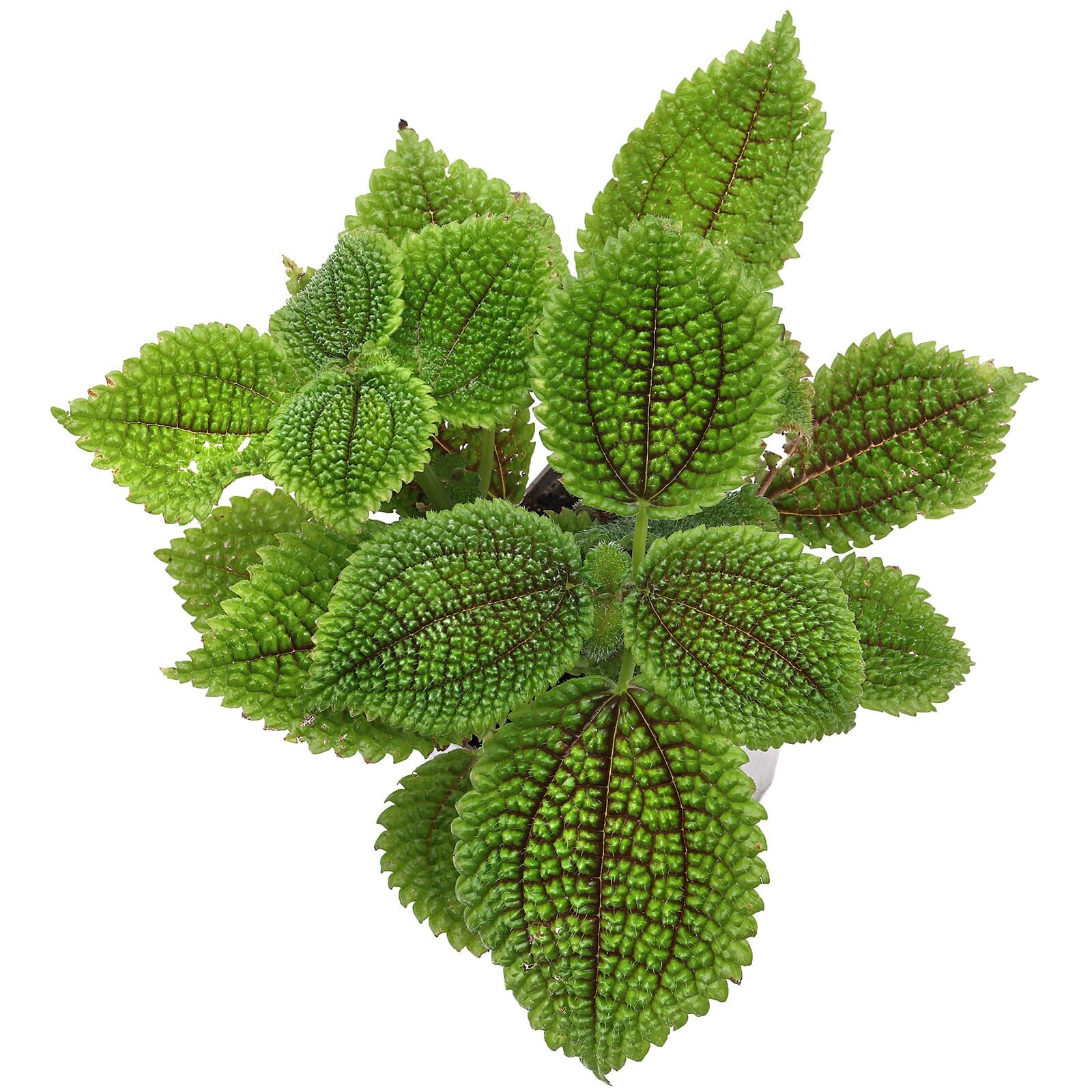 Pilea mollis 'Moon Valley' | Aquasabi - Aquascaping Shop