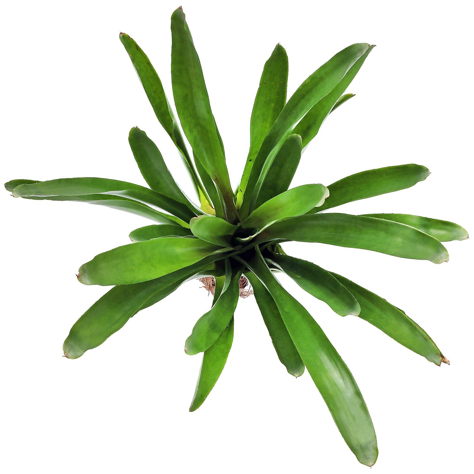 Neoregelia 'Martin Red' | Aquasabi - Aquascaping Shop