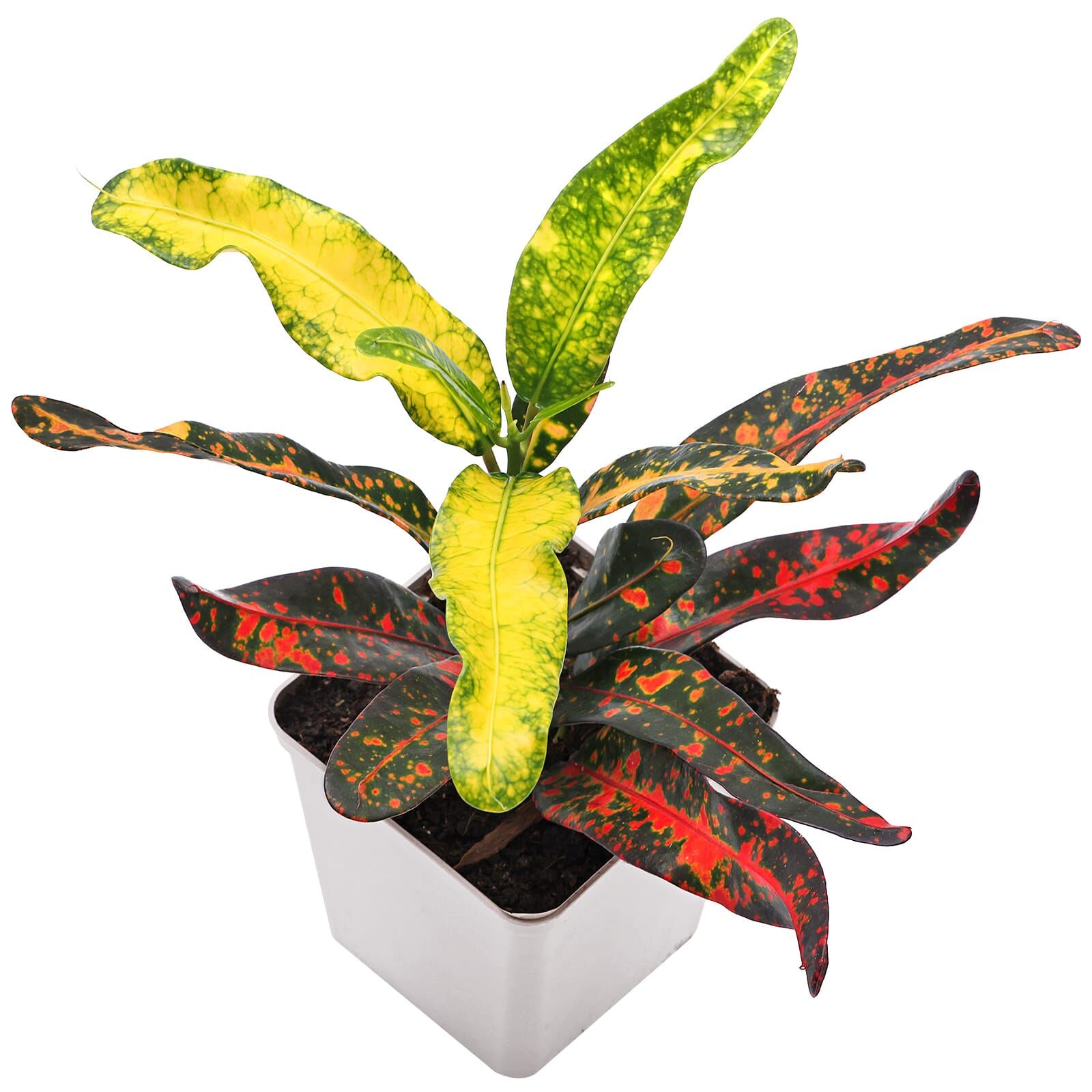 Codiaeum variegatum 'Bush on Fire' | Aquasabi - Aquascaping Shop