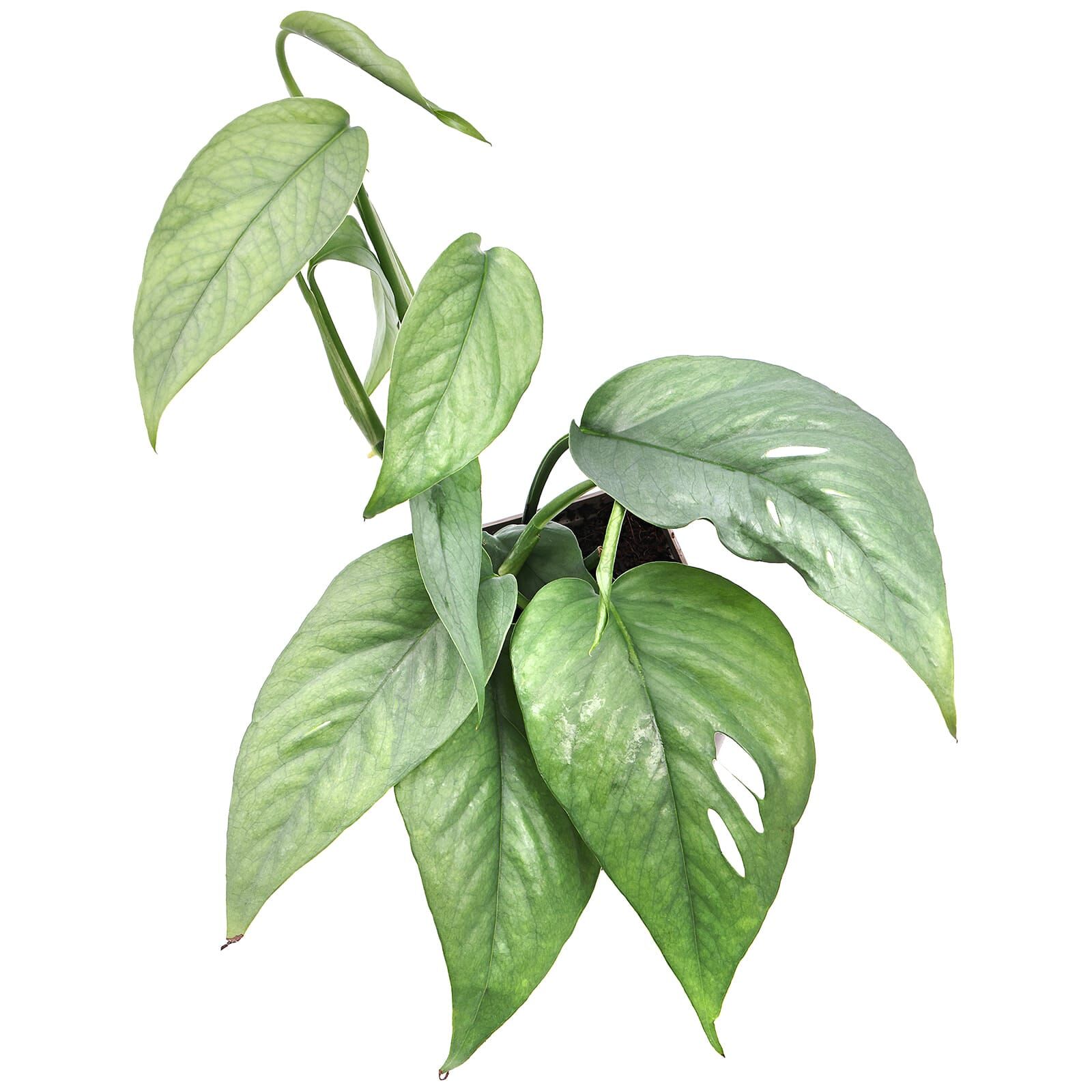 Epipremnum pinnatum 'Cebu Blue' | Aquasabi - Aquascaping Shop