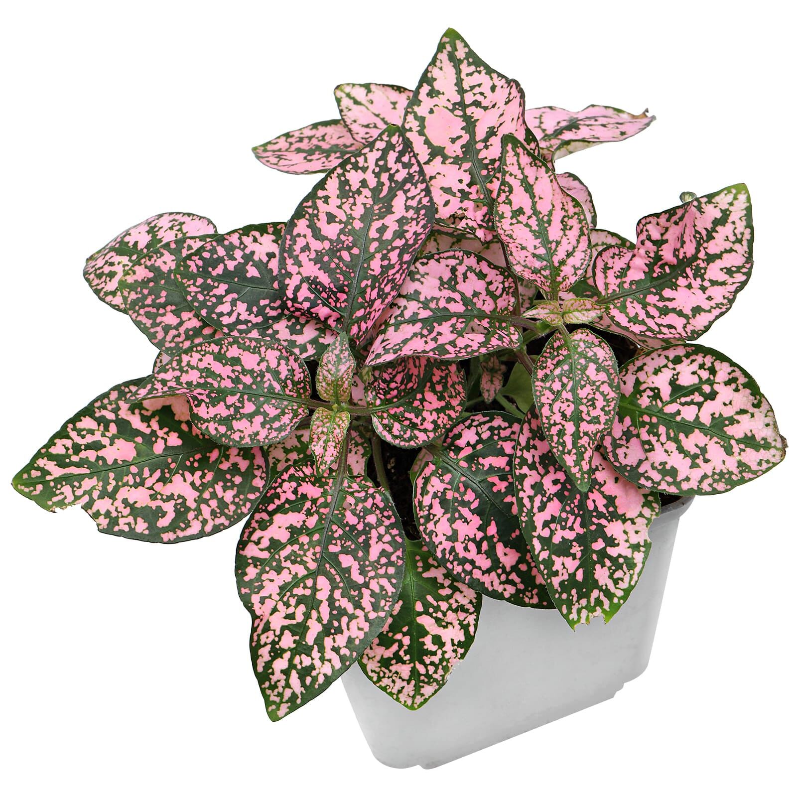 Hypoestes phyllostachya 'Pink' | Aquasabi - Aquascaping Shop