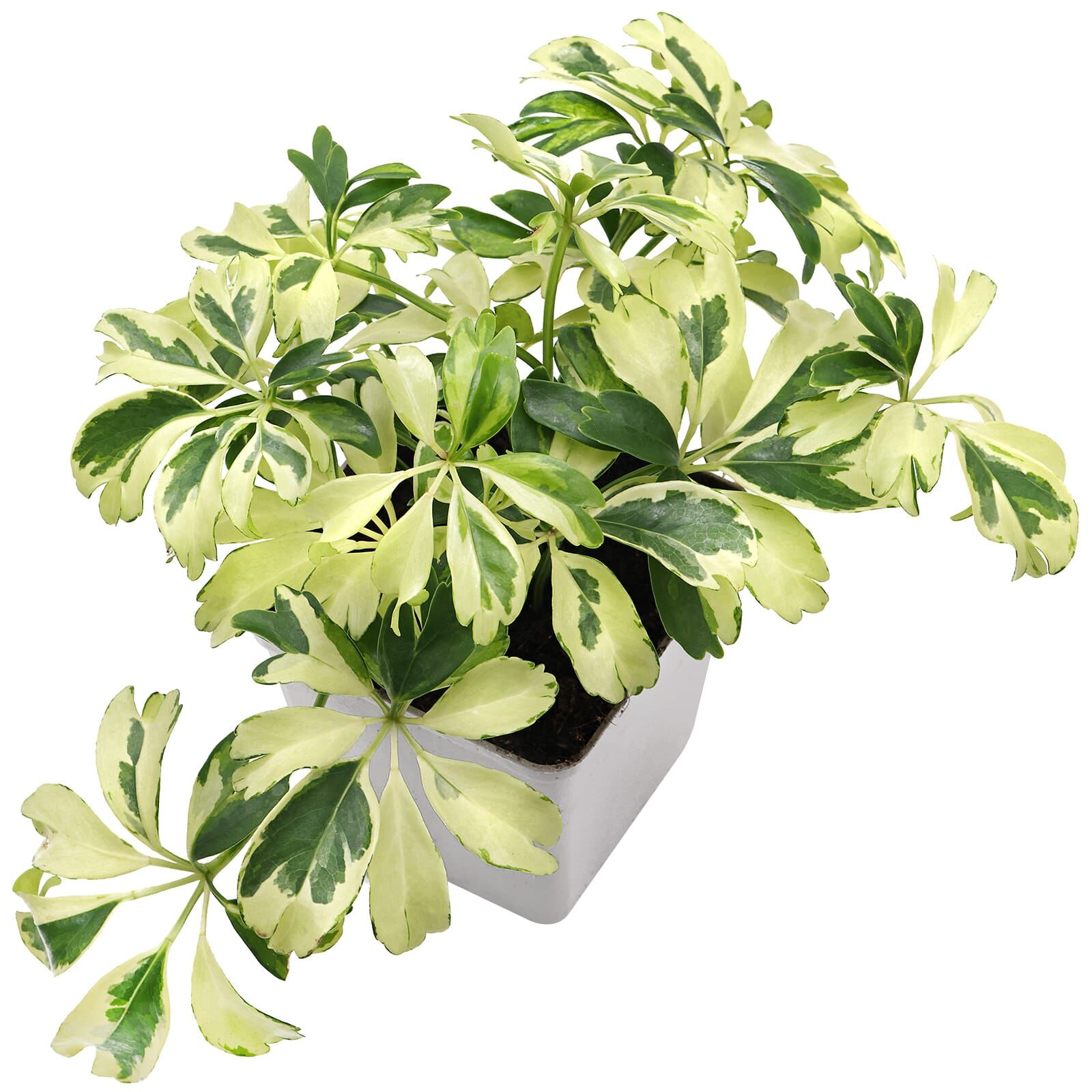 Heptapleurum arboricola 'Variegata' | Aquasabi - Aquascaping Shop