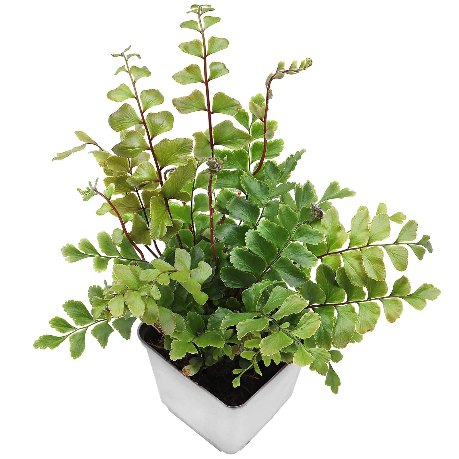 Didymochlaena truncatula - Pot L | Aquasabi - Aquascaping Shop