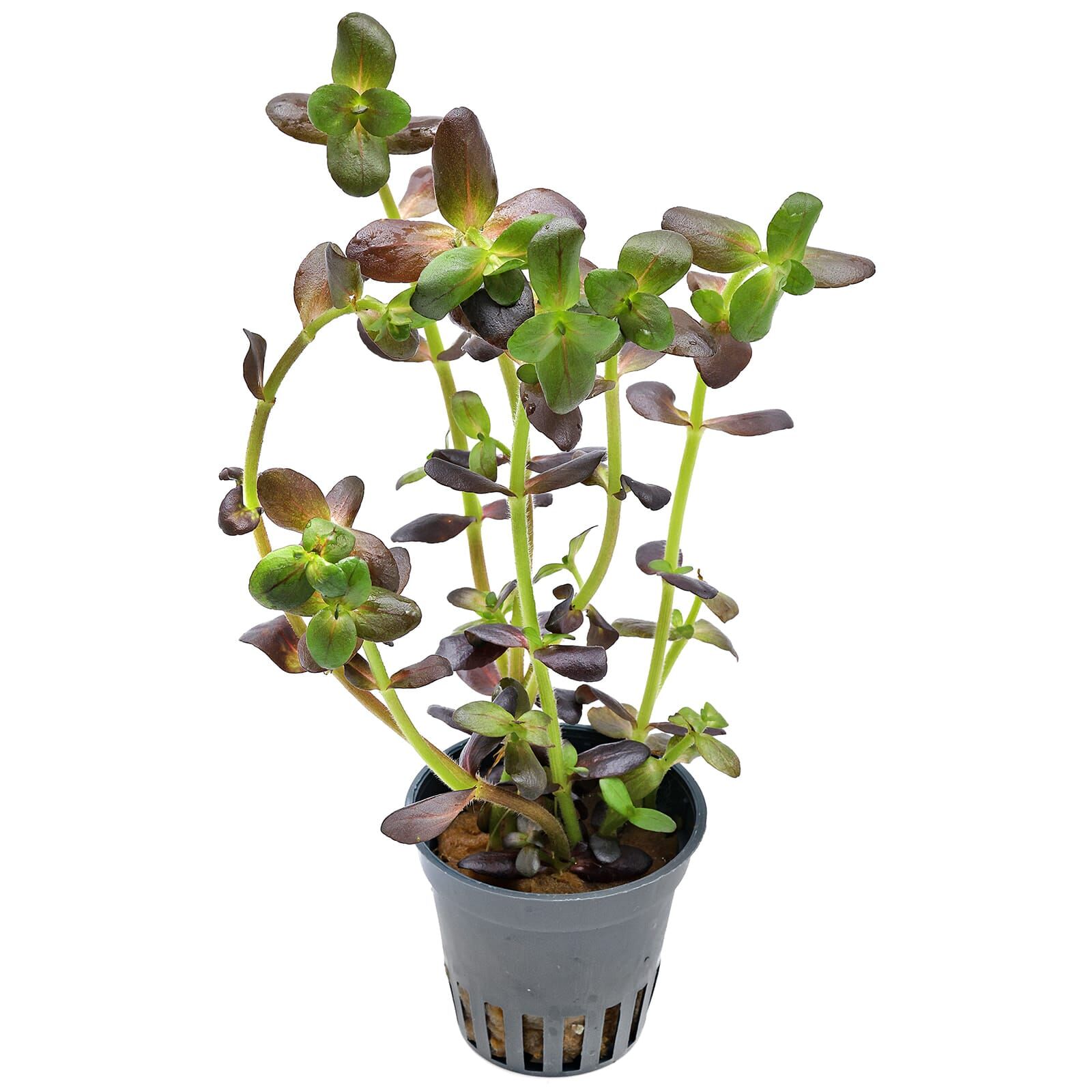 Bacopa salzmannii "Purple" - in Vitro | Aquasabi - Aquascaping Shop