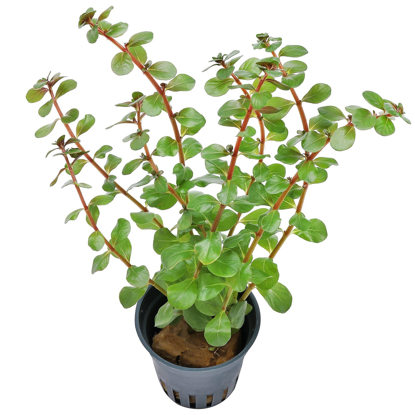 Rotala rotundifolia "Singapore Blood Red" | Aquasabi - Aquascaping Shop