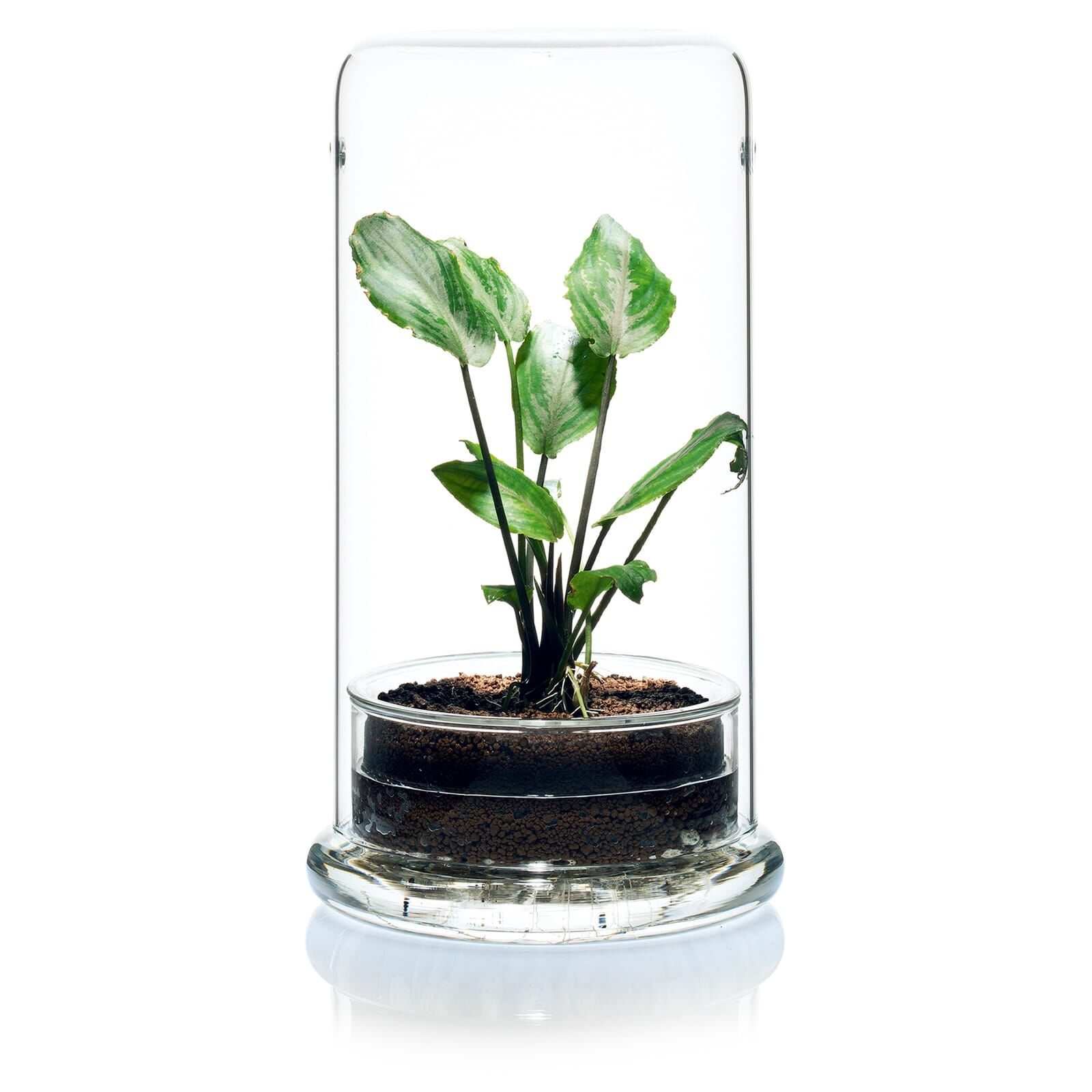 DOOA - Cell - Emerald | Aquasabi - Aquascaping Shop