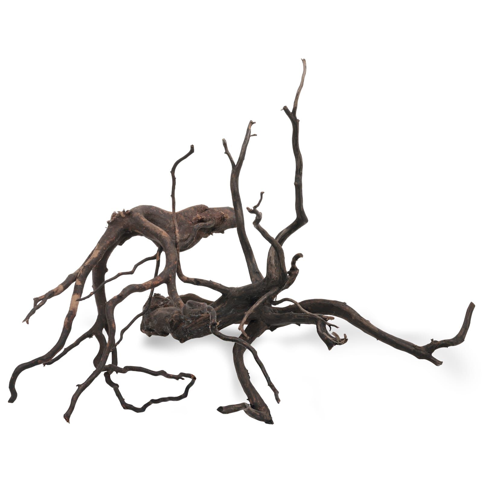Black Root - Set - S | Aquasabi - Aquascaping Shop