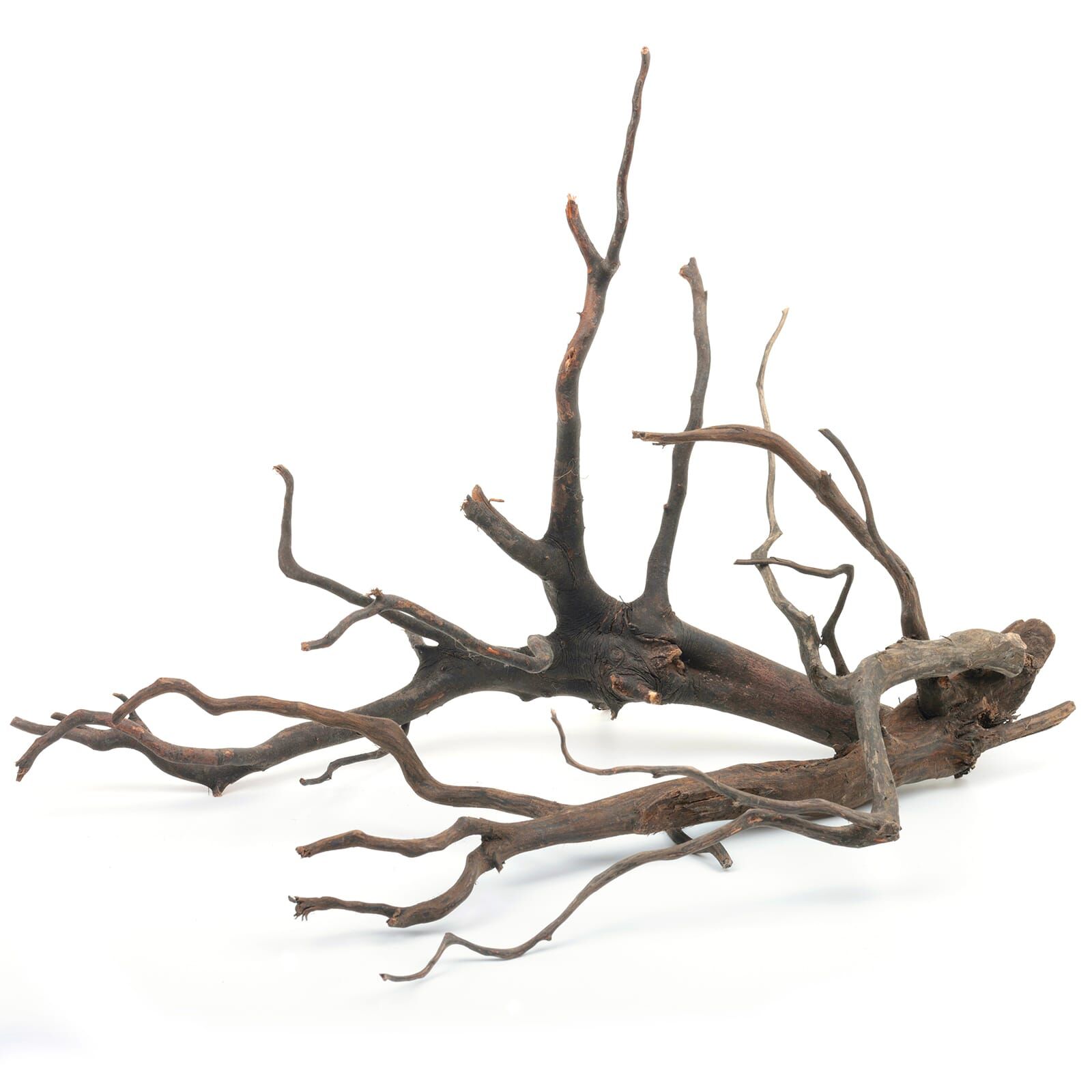 Black Root - Set - M | Aquasabi - Aquascaping Shop