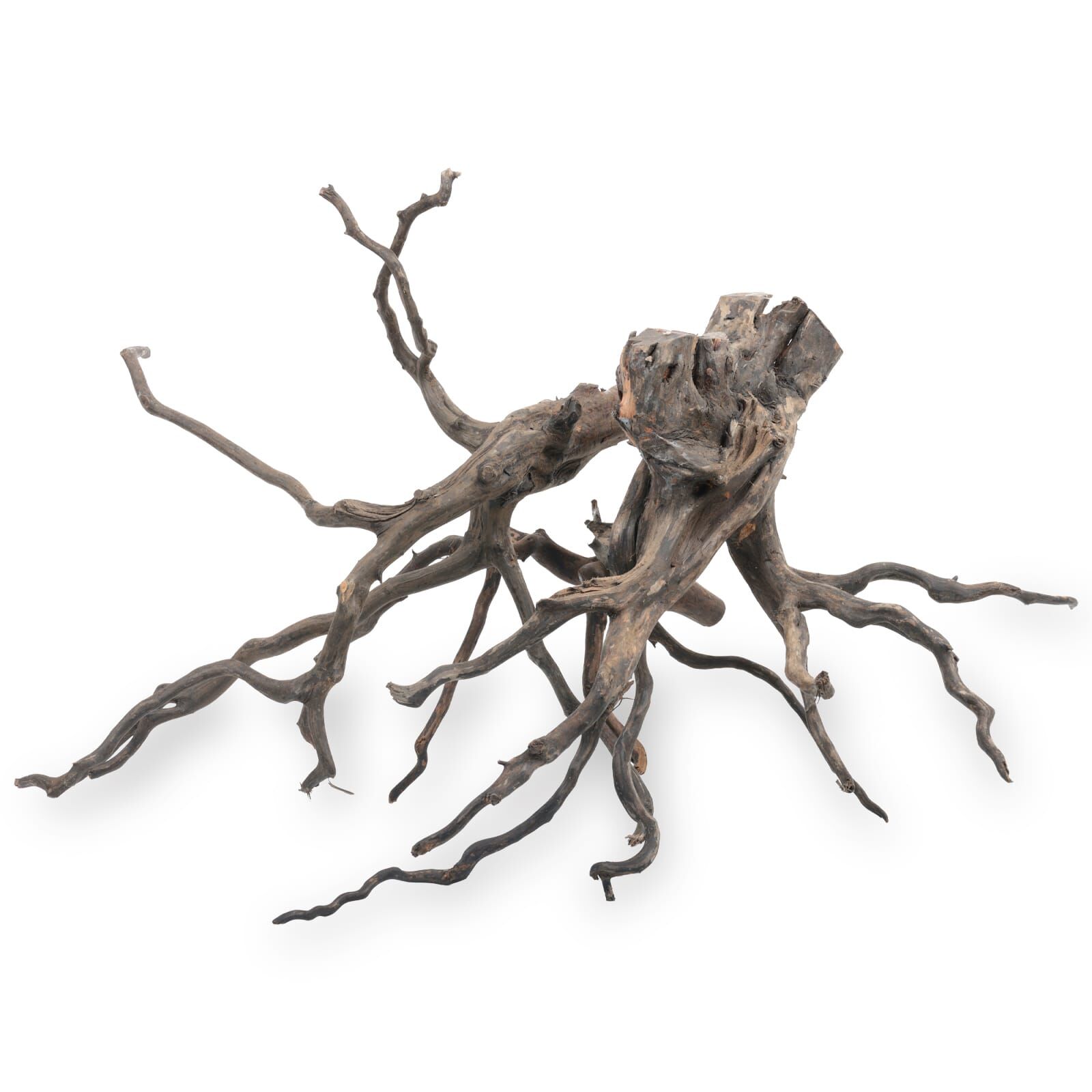 Black Root - Set - L | Aquasabi - Aquascaping Shop