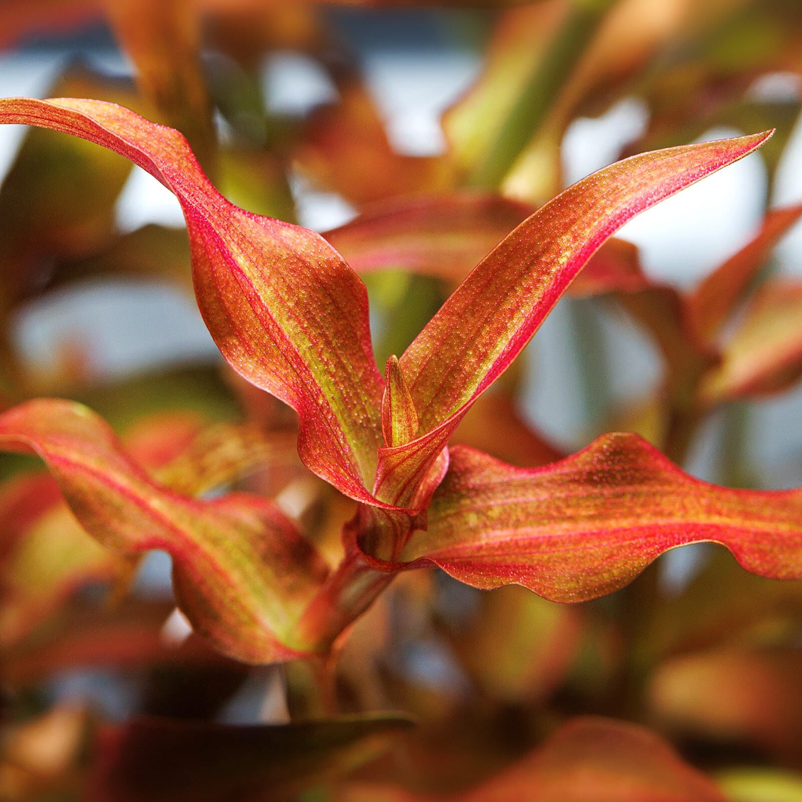 Murdannia engelsii - in Vitro | Aquasabi - Aquascaping Shop