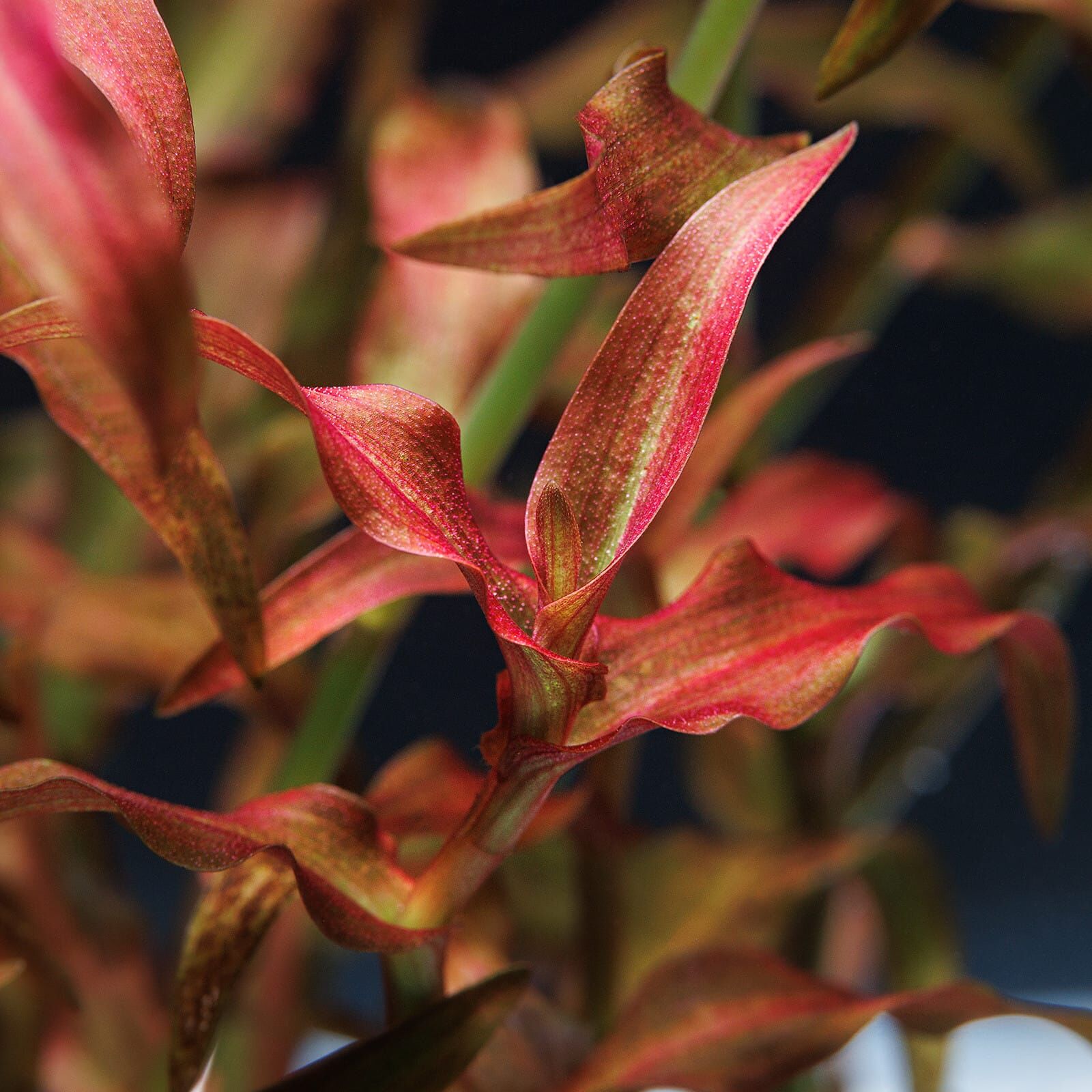 Murdannia engelsii - in Vitro | Aquasabi - Aquascaping Shop