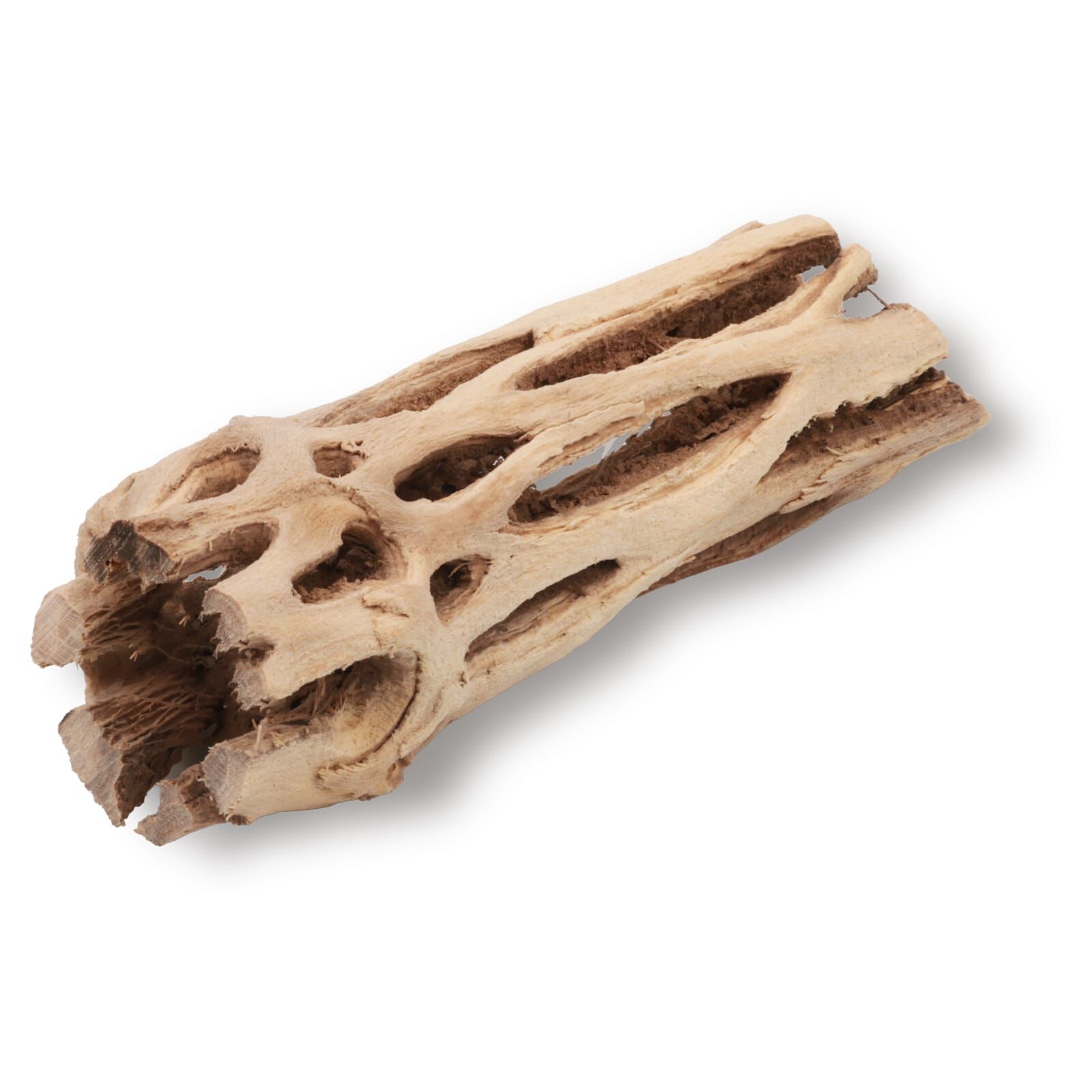 Cholla Wood light - 8 cm | Aquasabi - Aquascaping Shop