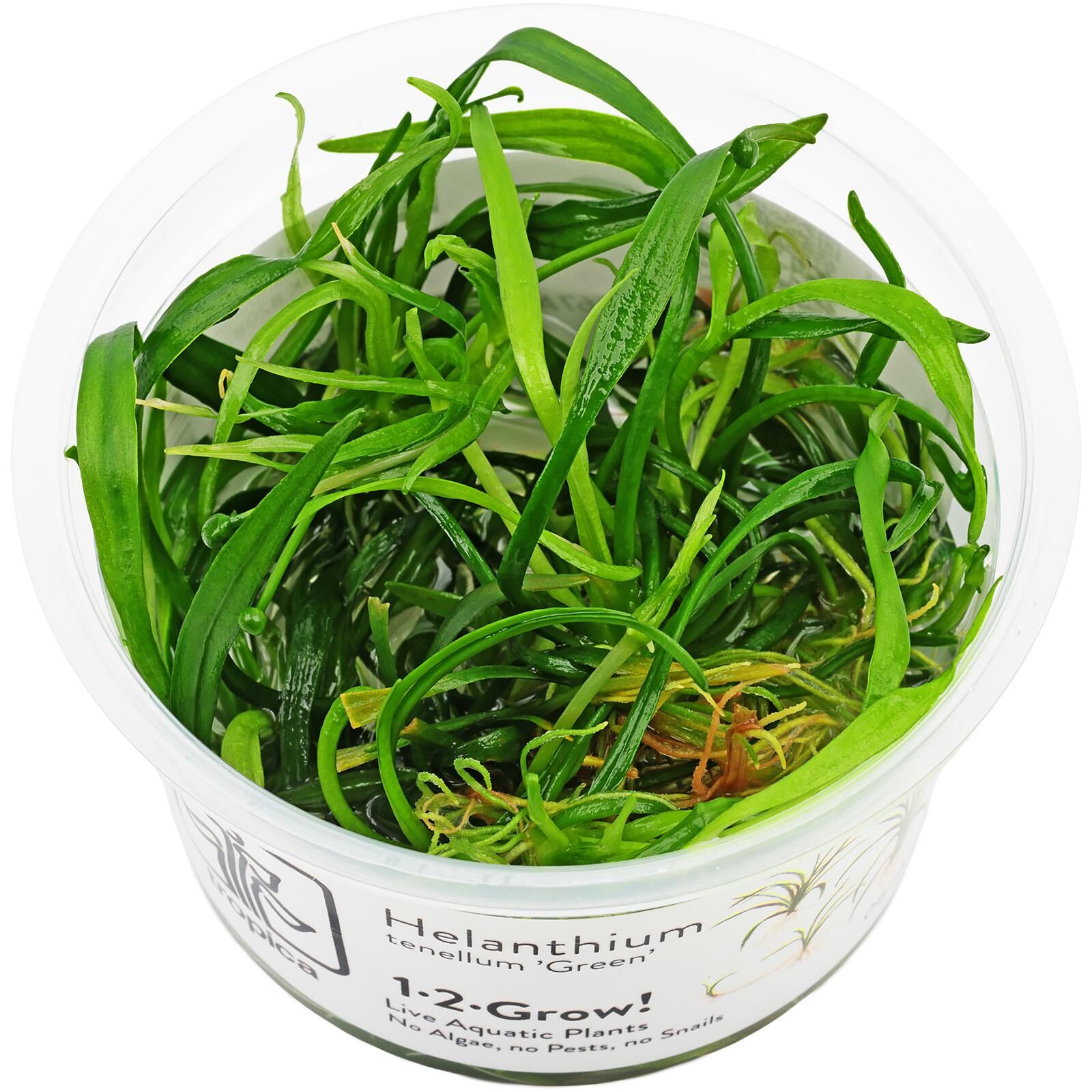 Helanthium tenellum "Green" - Pot | Aquasabi - Aquascaping Shop