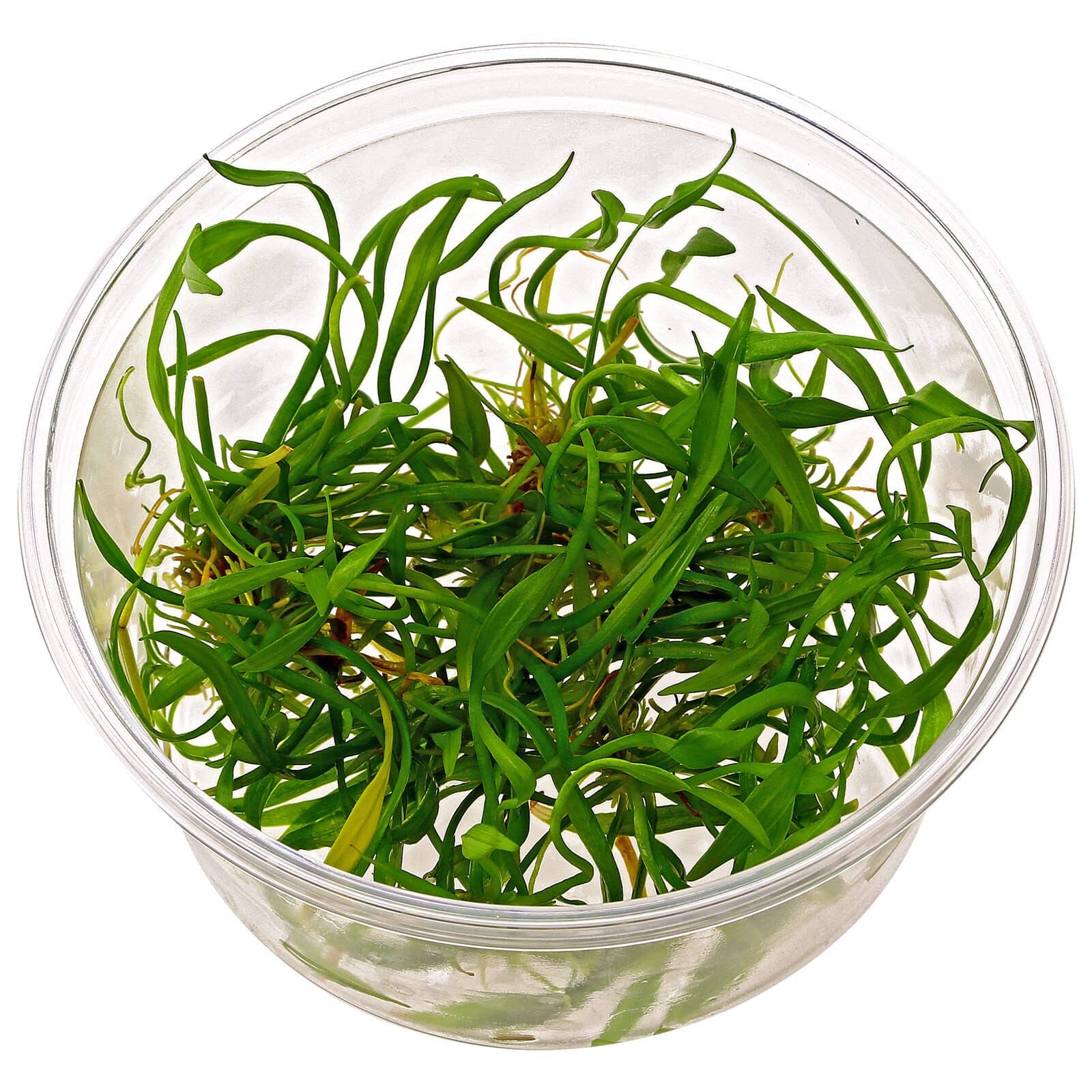Helanthium tenellum "Green" - Pot | Aquasabi - Aquascaping Shop