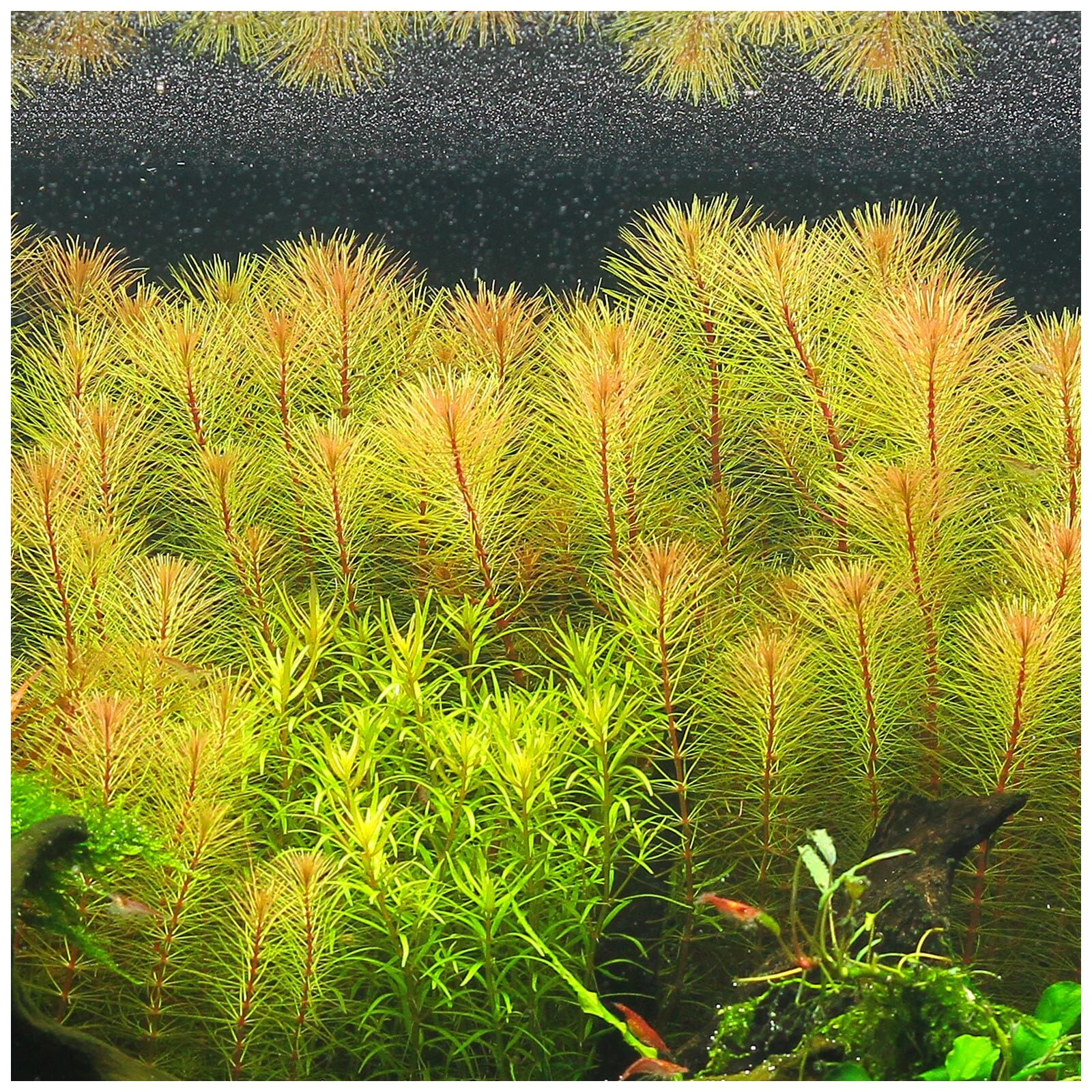 Rotala sp. 'Vietnam' | Aquasabi - Aquascaping Shop
