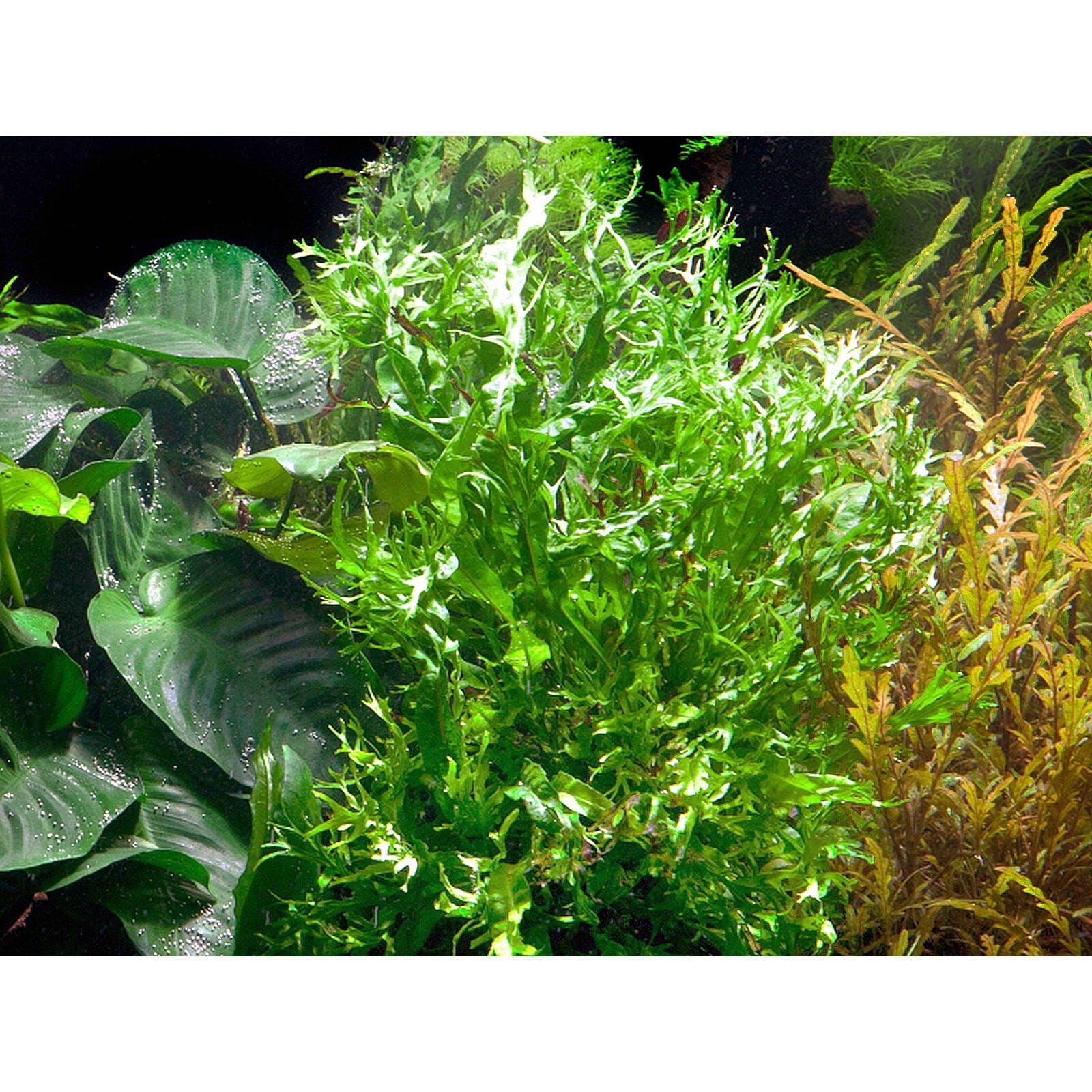Microsorum pteropus 'Windeløv' - pot | Aquasabi - Aquascaping Shop