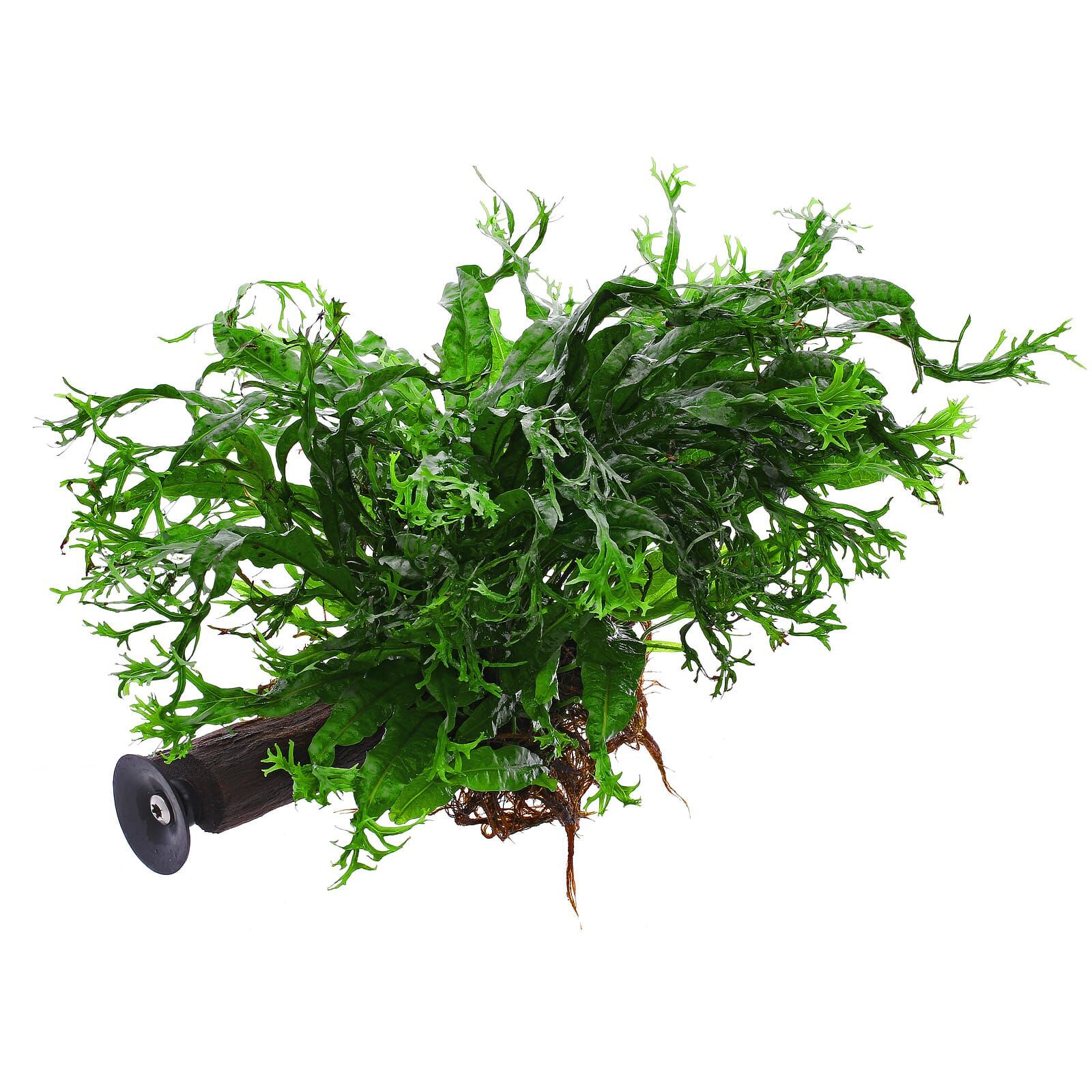 Microsorum pteropus 'Windeløv' | Aquasabi - Aquascaping Shop