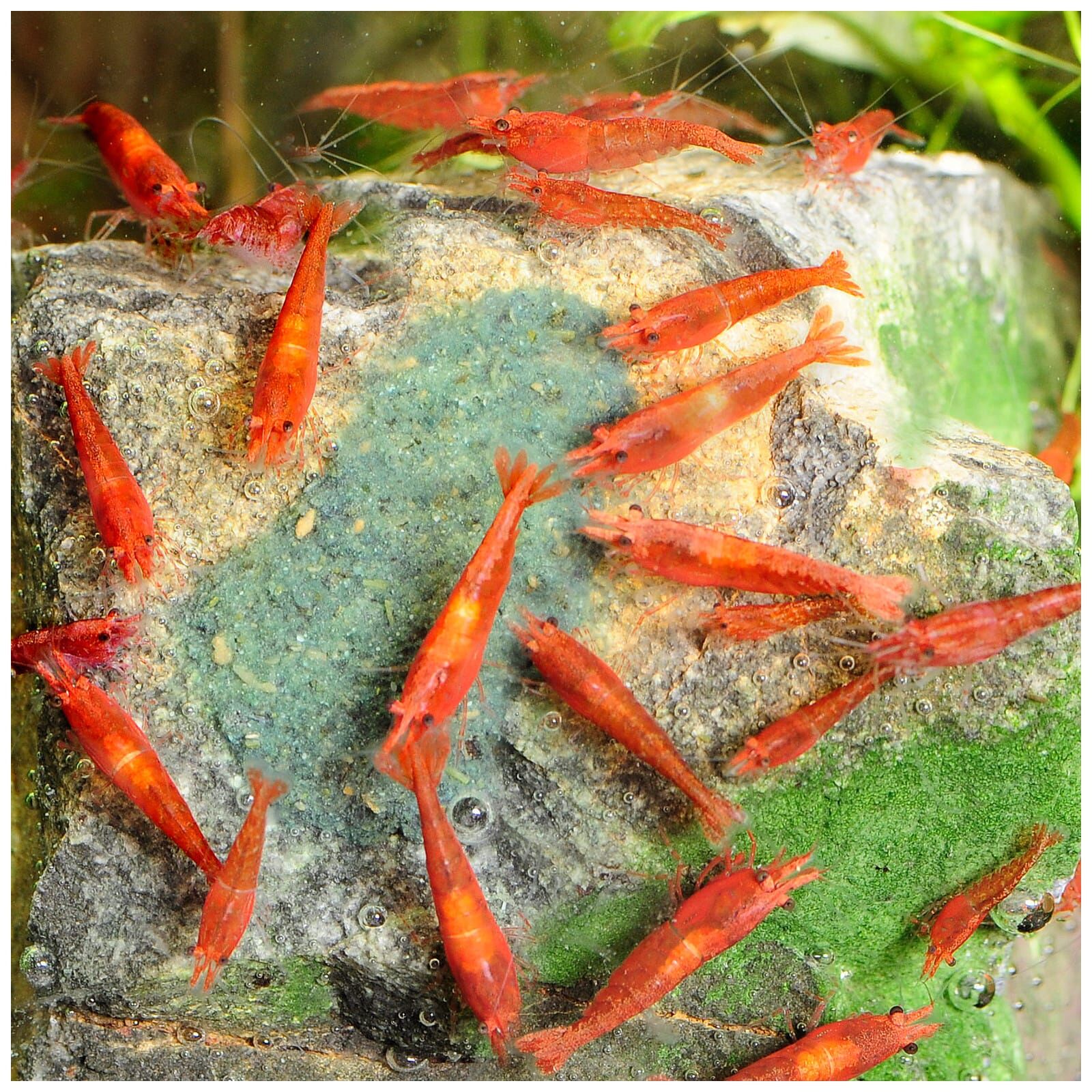 Dennerle - Shrimp King - Yummy Gum - 50 g | Aquasabi - Aquascaping Shop