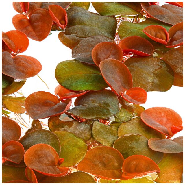Freshwater Floating Plants Red Root Floater (Phyllanthus Fluitans ...