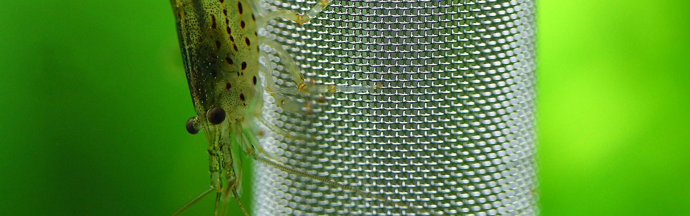 Buy Aquarium Filter Guards at a great price | AQUASABI Shop