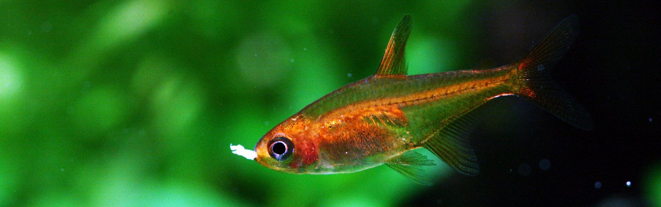 Buy premium Food for your Aquarium | AQUASABI Shop