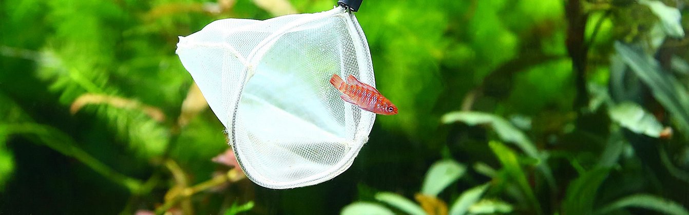 Buy a landing net for your aquarium | AQUASABI Shop