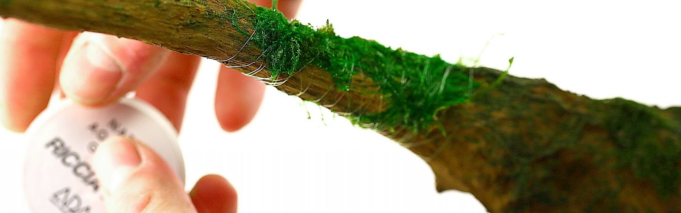 Buy small helpers for the aquarium | AQUASABI Shop