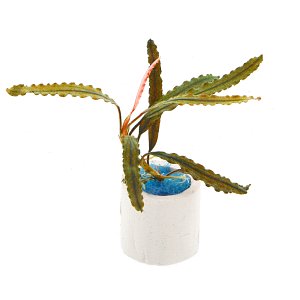 Aufsitzerpflanzen für dein Aquarium - Aquarienpflanzen | AQUASABI